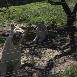 Mpongo Private Game Reserve | Virtual Accommodation